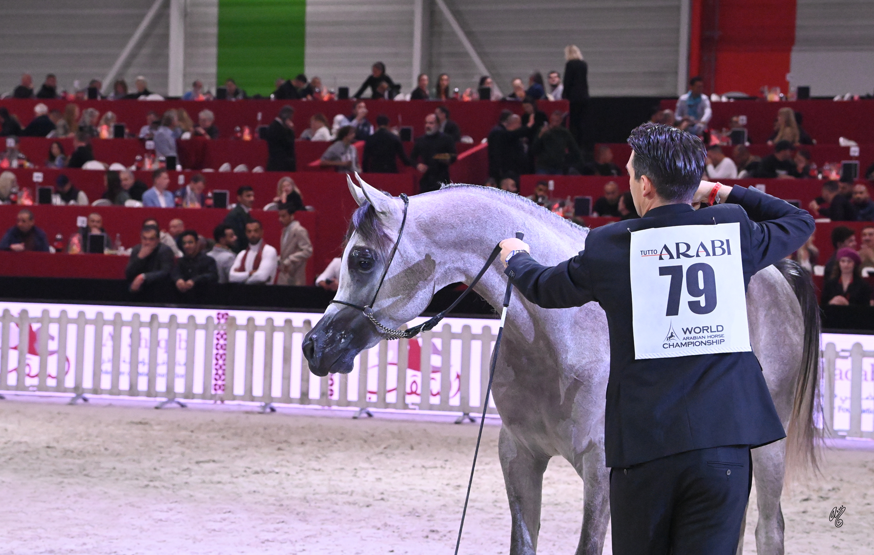 Yearling Male World Champions - Paris 2022 - The Arabian Magazine