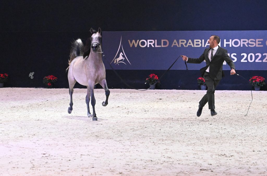 Yearling Male World Champions - Paris 2022 - The Arabian Magazine