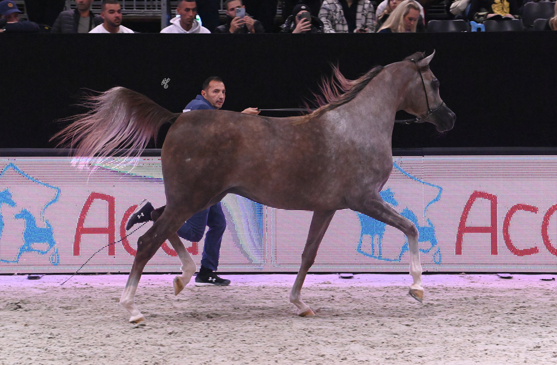 Yearling Male World Champions - Paris 2022 - The Arabian Magazine