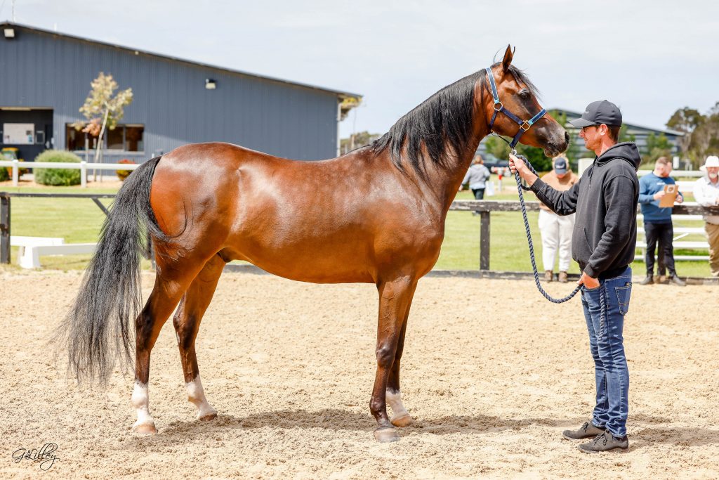 The Australasian Arabian Breeders Coalition - The Arabian Magazine