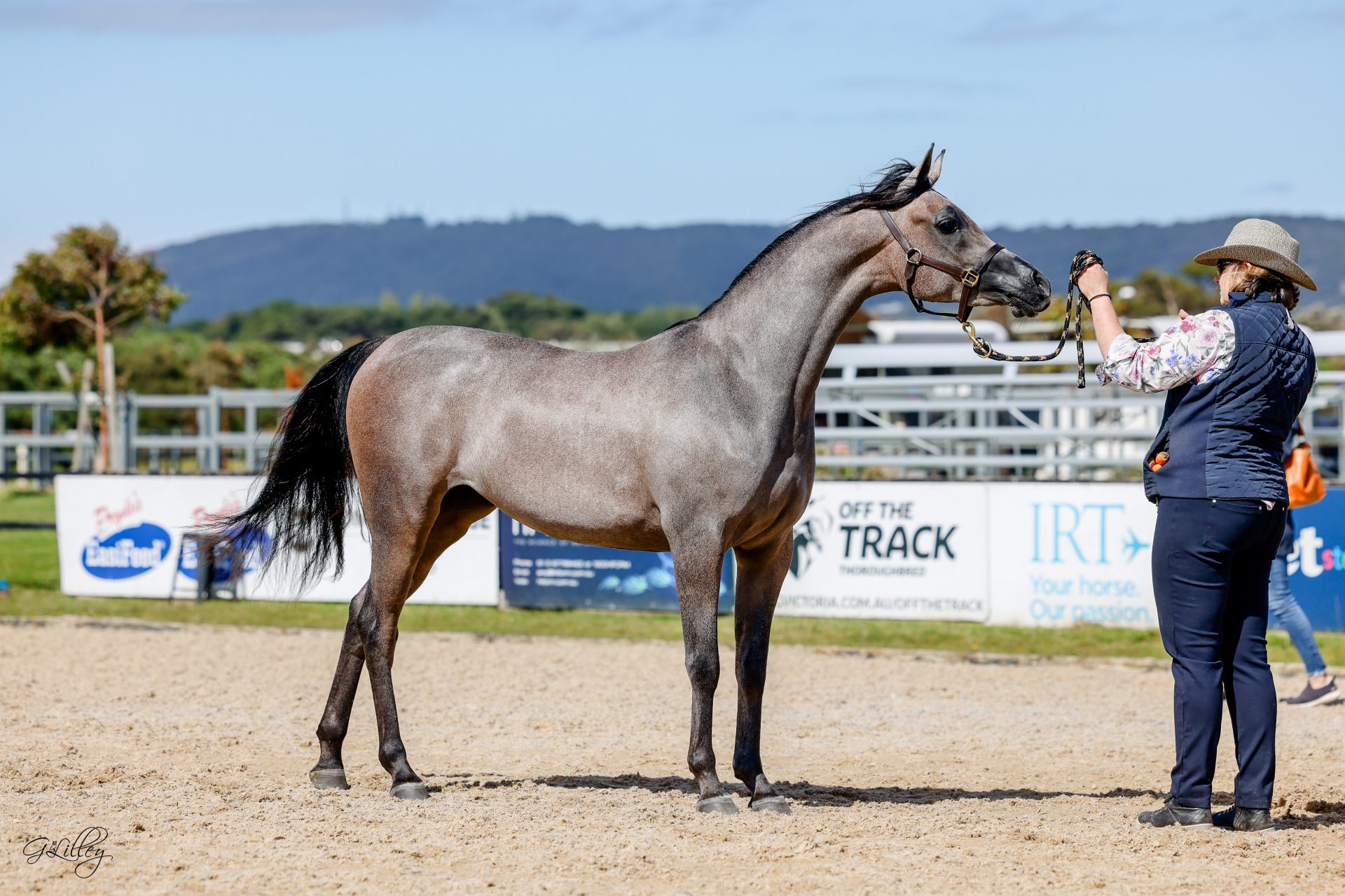 The Australasian Arabian Breeders Coalition - The Arabian Magazine