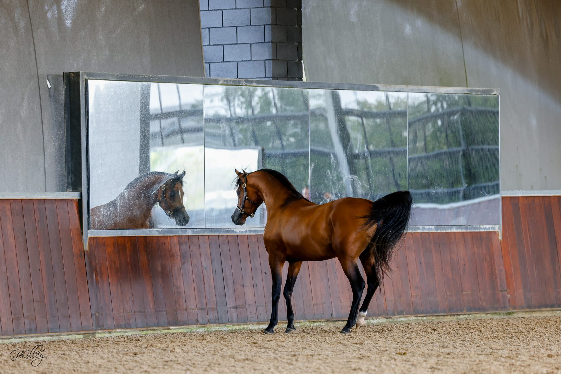 The Australasian Arabian Breeders Coalition - The Arabian Magazine