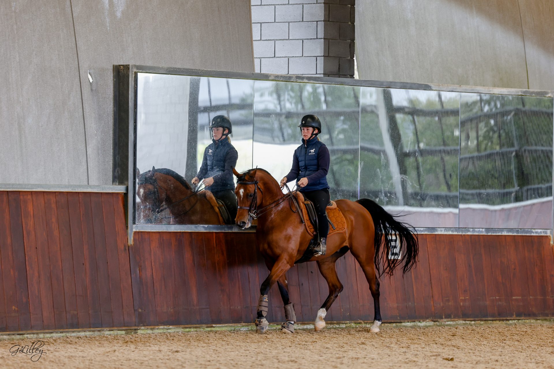 The Australasian Arabian Breeders Coalition - The Arabian Magazine