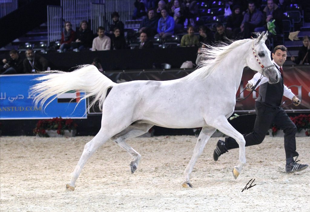 Arabian Excellence Elevated: The Magnificent Daughters of Monogramm Pt ...