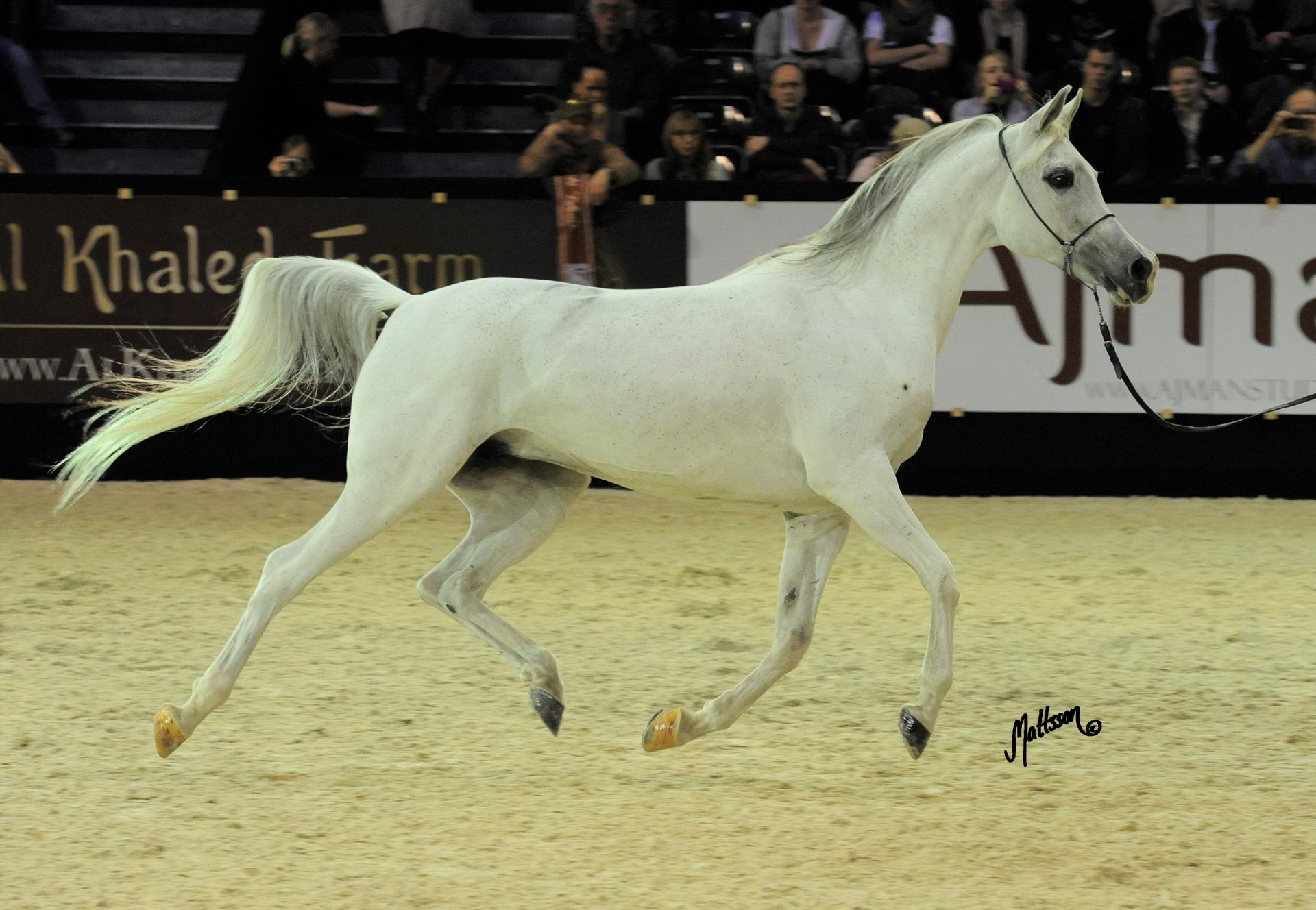 Arabian Excellence Elevated: The Magnificent Daughters of Monogramm Pt ...