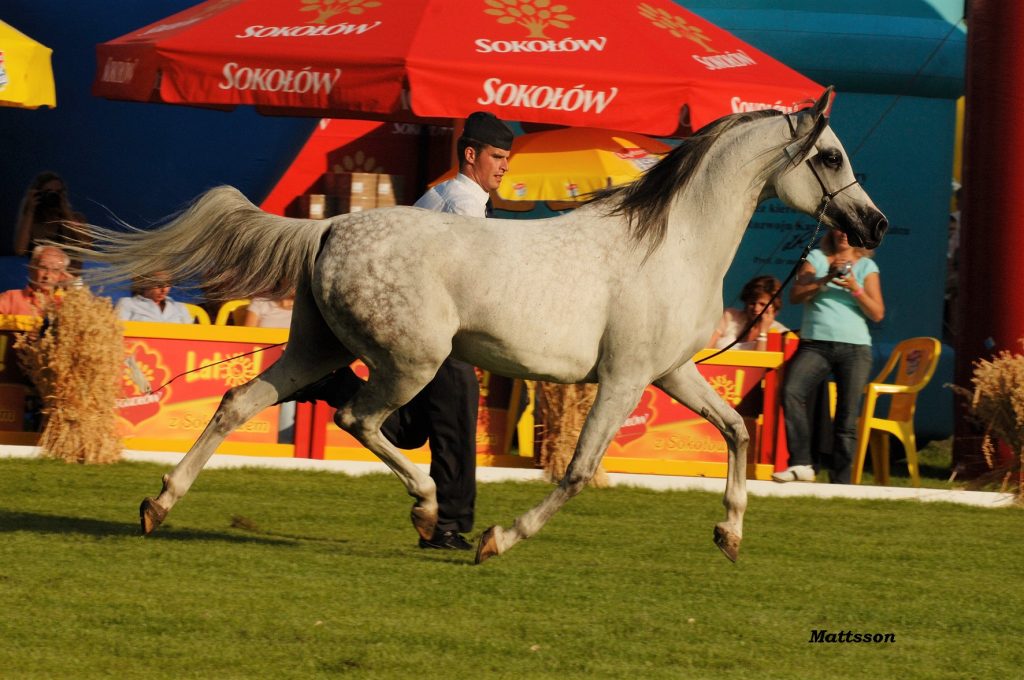 Arabian Excellence Elevated: The Magnificent Daughters of Monogramm Pt ...