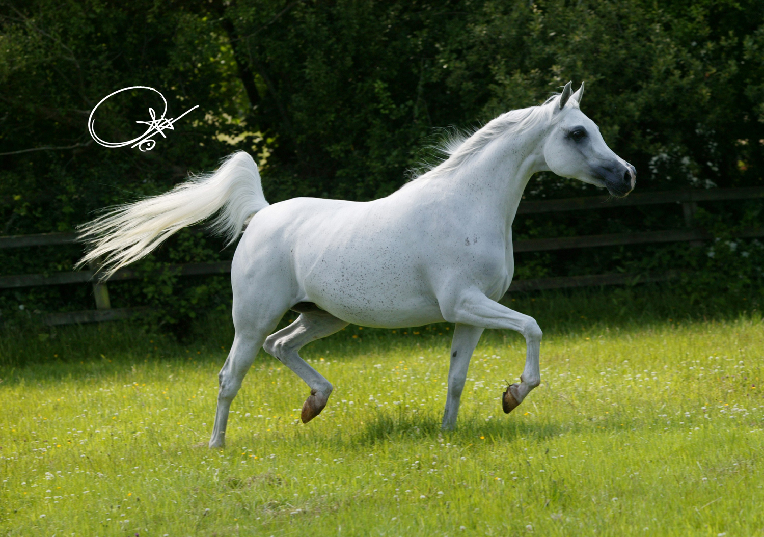 Arabian Excellence Elevated: The Magnificent Daughters of Monogramm Pt ...