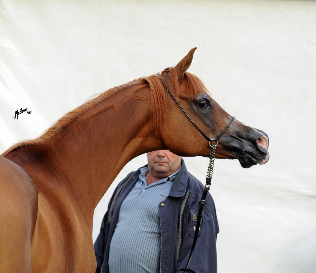 Arabian Excellence Elevated: The Magnificent Daughters of Monogramm Pt ...