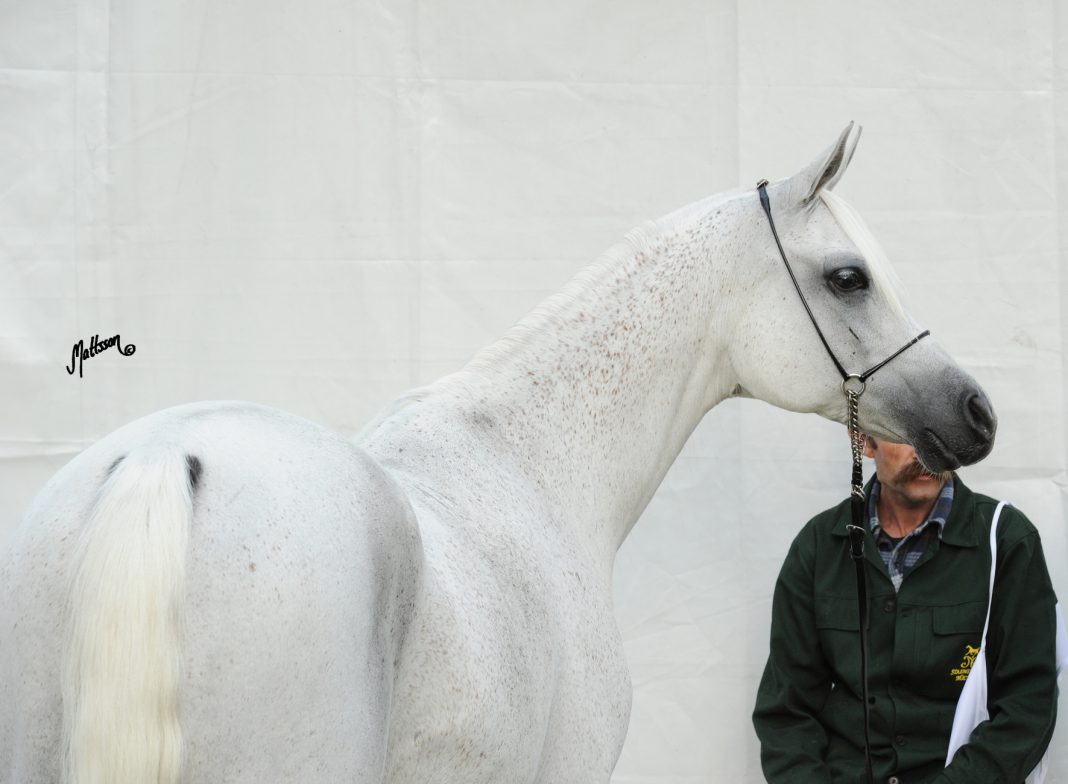 Arabian Excellence Elevated: The Magnificent Daughters of Monogramm Pt ...