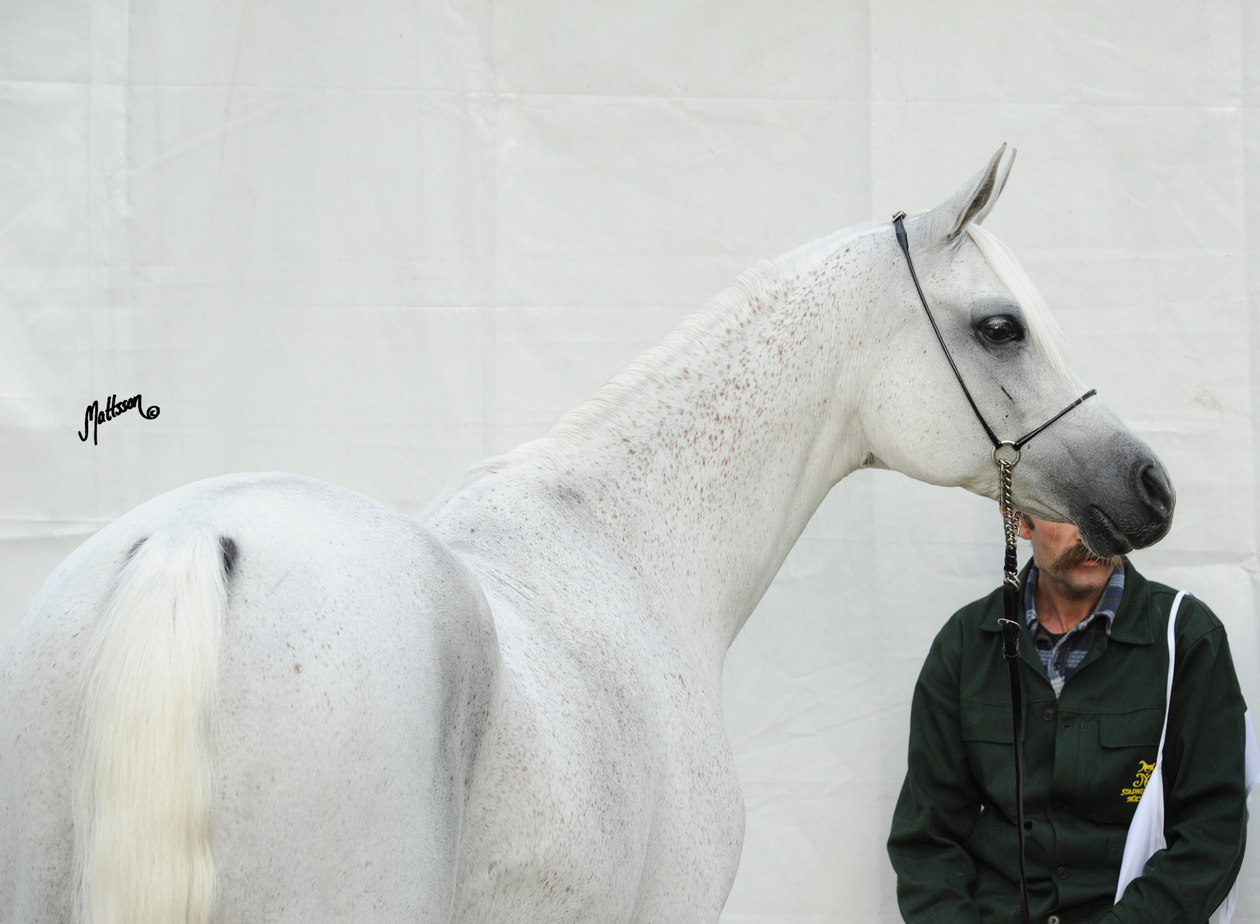 Arabian Excellence Elevated: The Magnificent Daughters of Monogramm Pt ...