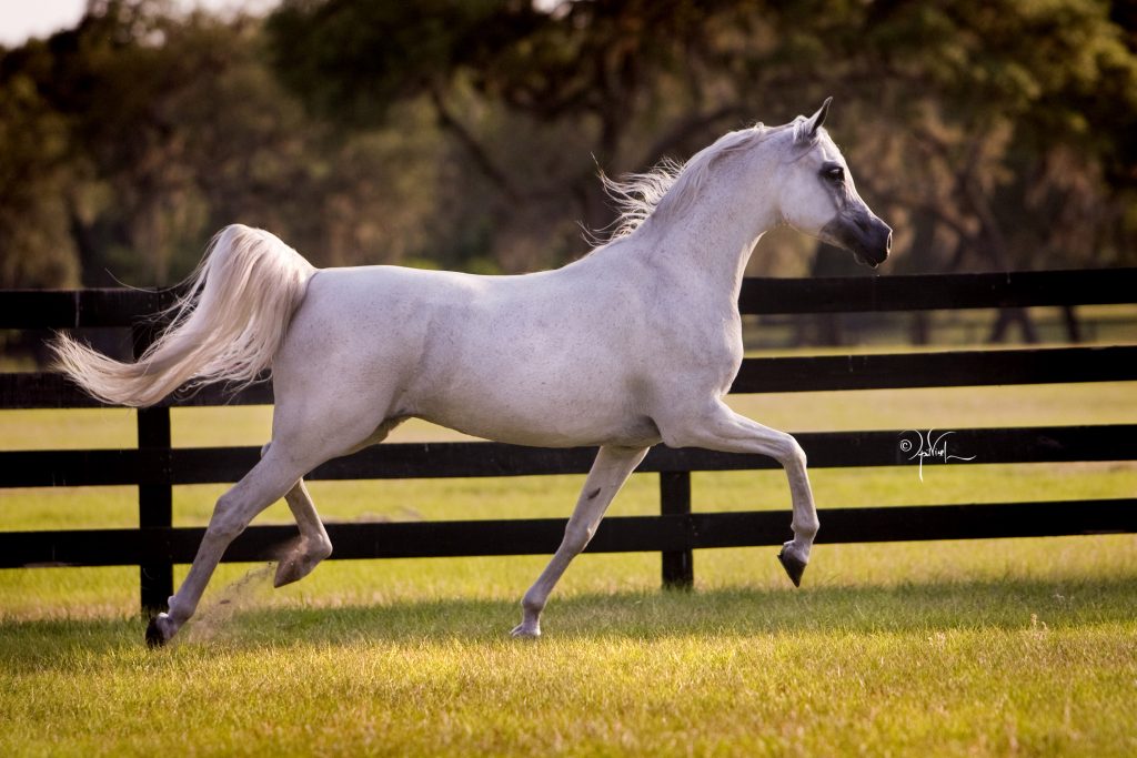 Arabian Excellence Elevated: The Magnificent Daughters of Monogramm Pt ...