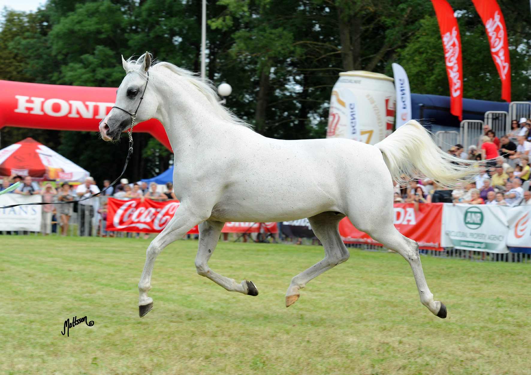 Arabian Excellence Elevated: The Magnificent Daughters of Monogramm Pt ...