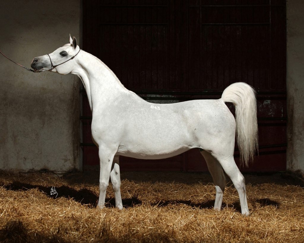 Arabian Excellence Elevated: The Magnificent Daughters of Monogramm Pt ...