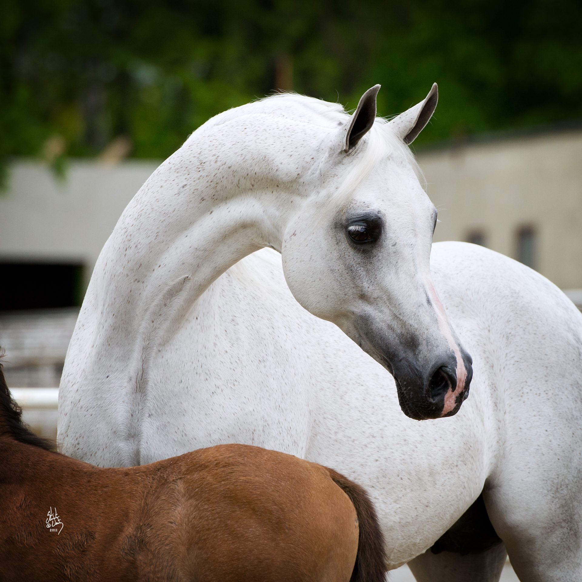 Arabian Excellence Elevated: The Magnificent Daughters of Monogramm Pt ...