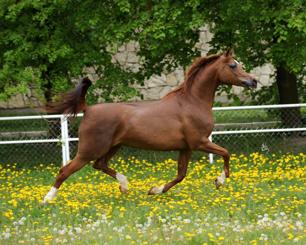 Arabian Excellence Elevated: The Magnificent Daughters of Monogramm Pt ...