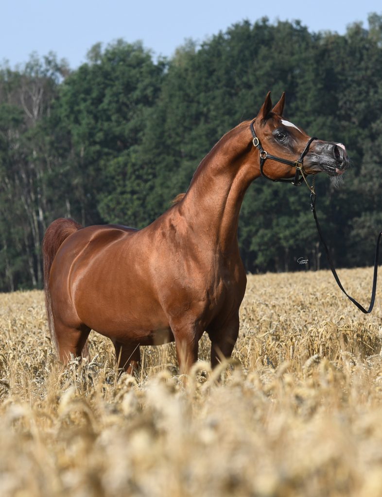 Arabian Excellence Elevated: The Magnificent Daughters of Monogramm Pt ...