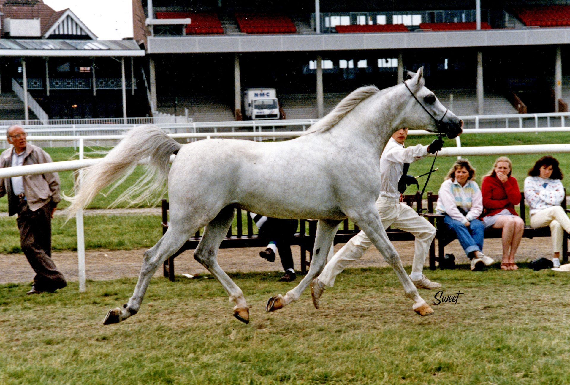 Al Qasimi Stud – the story of IBN Farid - The Arabian Magazine