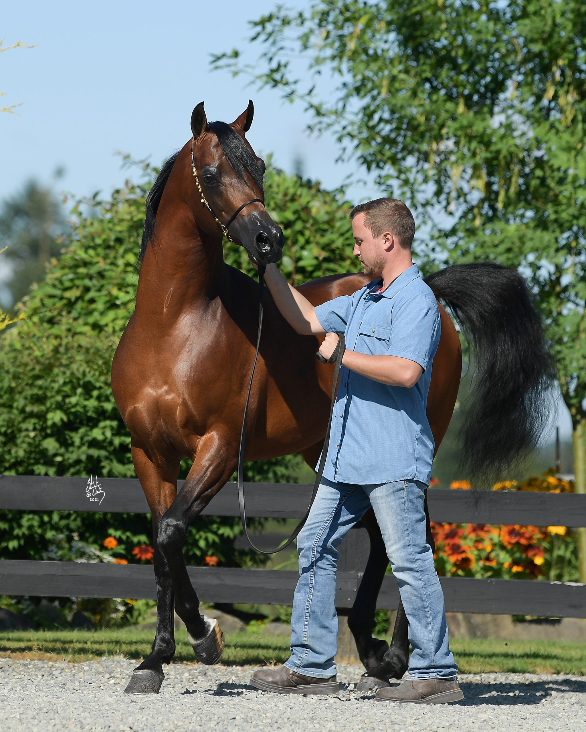 Al Qasimi Stud – the story of IBN Farid - The Arabian Magazine