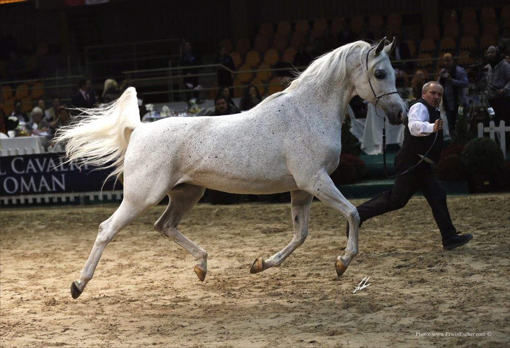 Arabian Excellence Elevated: The Magnificent Daughters of Monogramm Pt ...