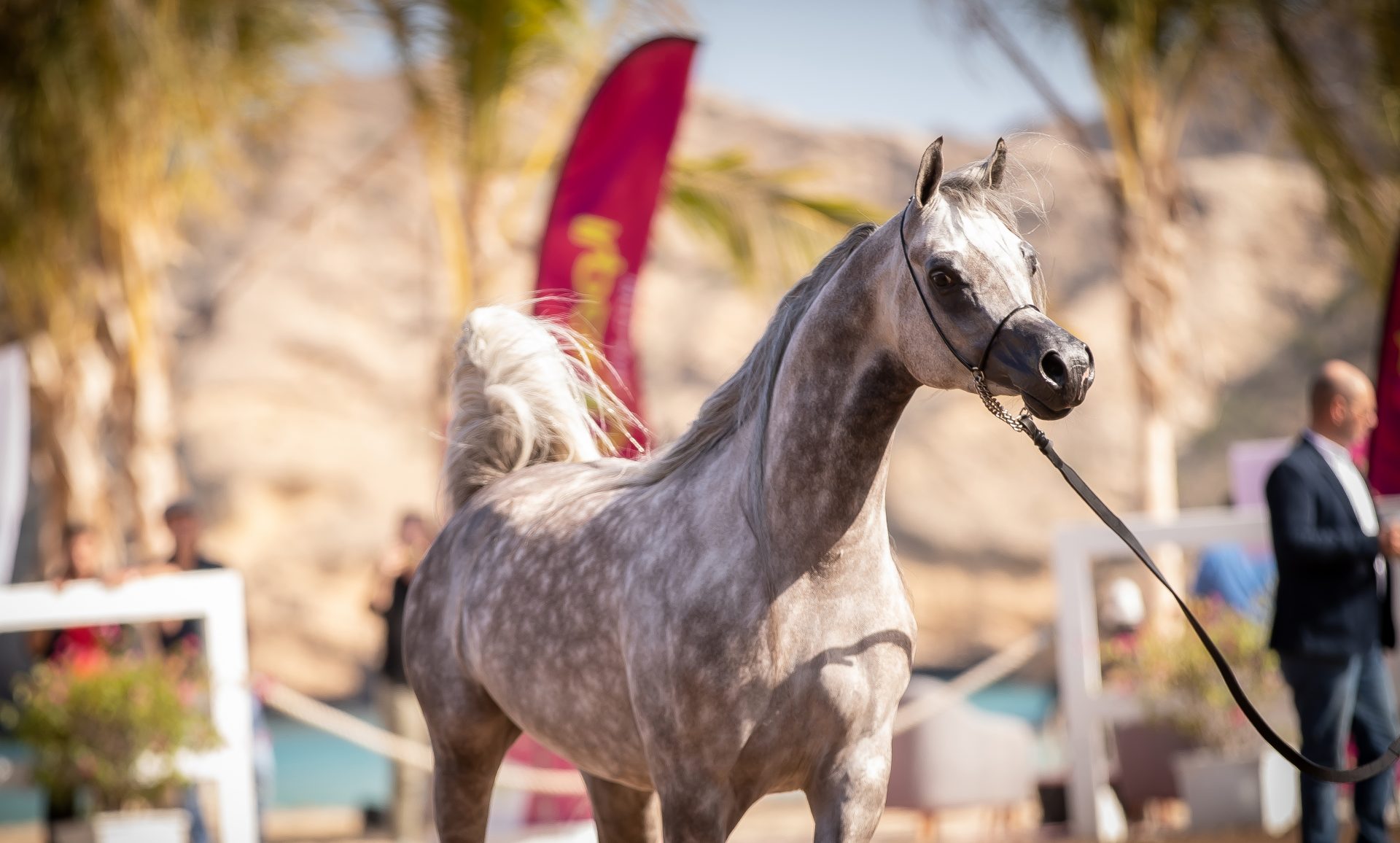 Alrubatiya International Arabian Horse Championships 2023 Pt II - The ...