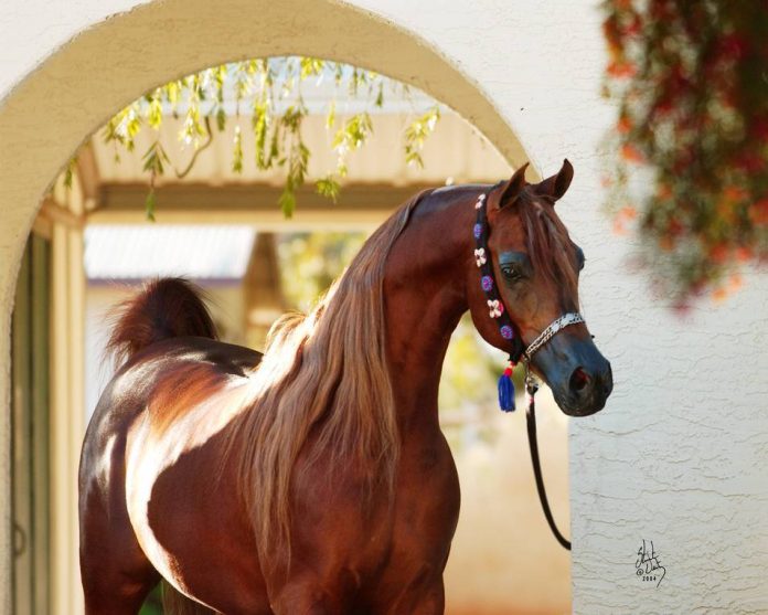 Magnum Psyche 1995–2023 - The Arabian Magazine