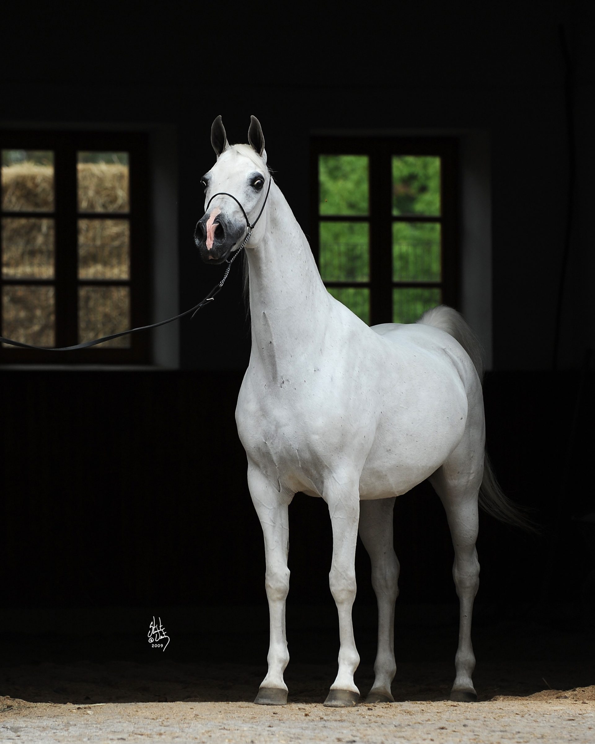 Arabian Excellence Elevated: The Magnificent Daughters of Monogramm Pt ...