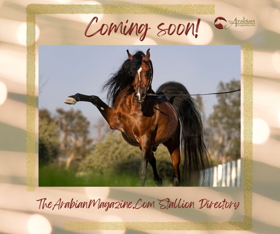 Stallion directory - coming soon - The Arabian Magazine