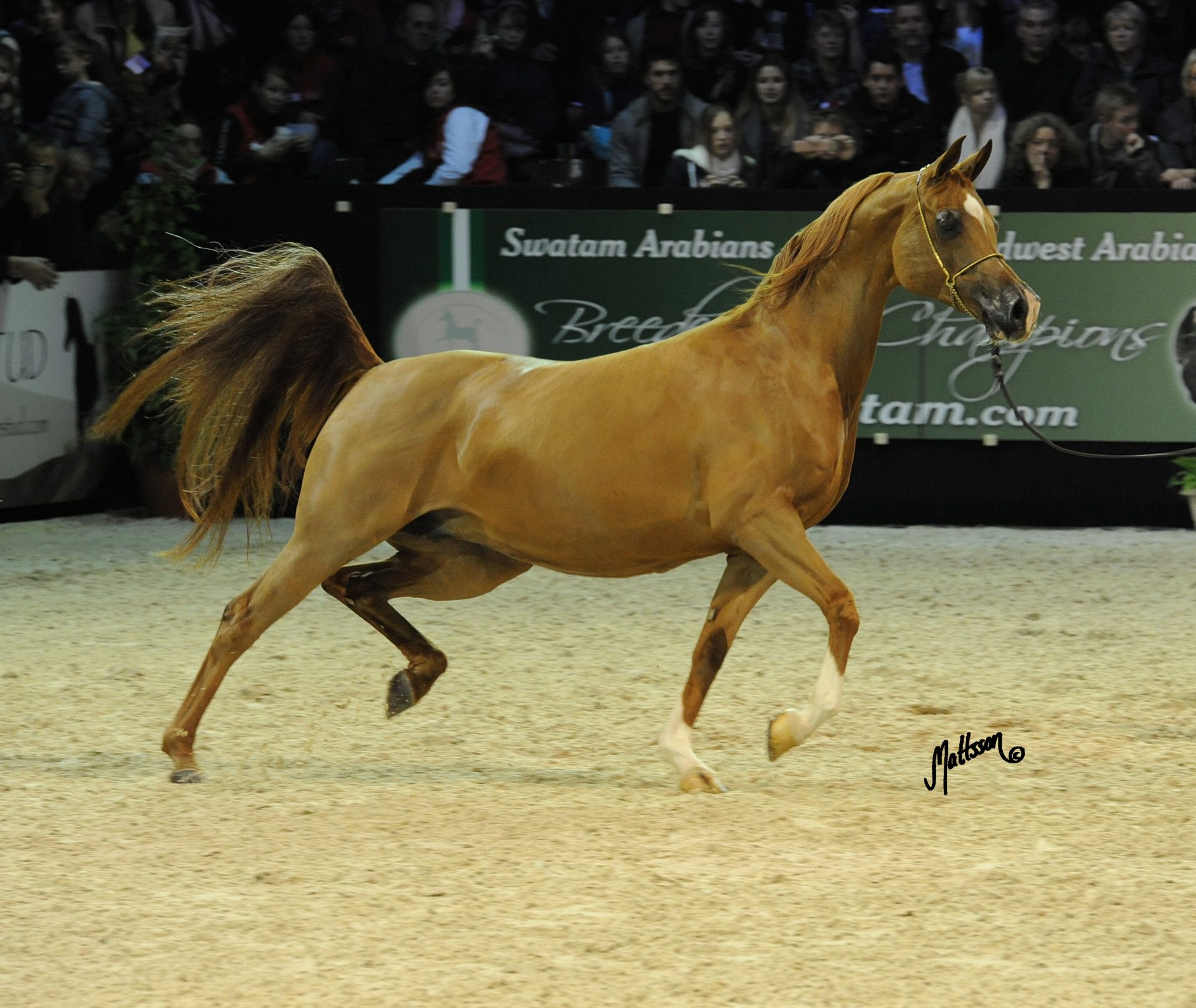 Arabian Excellence Elevated: The Magnificent Daughters of Monogramm Pt ...