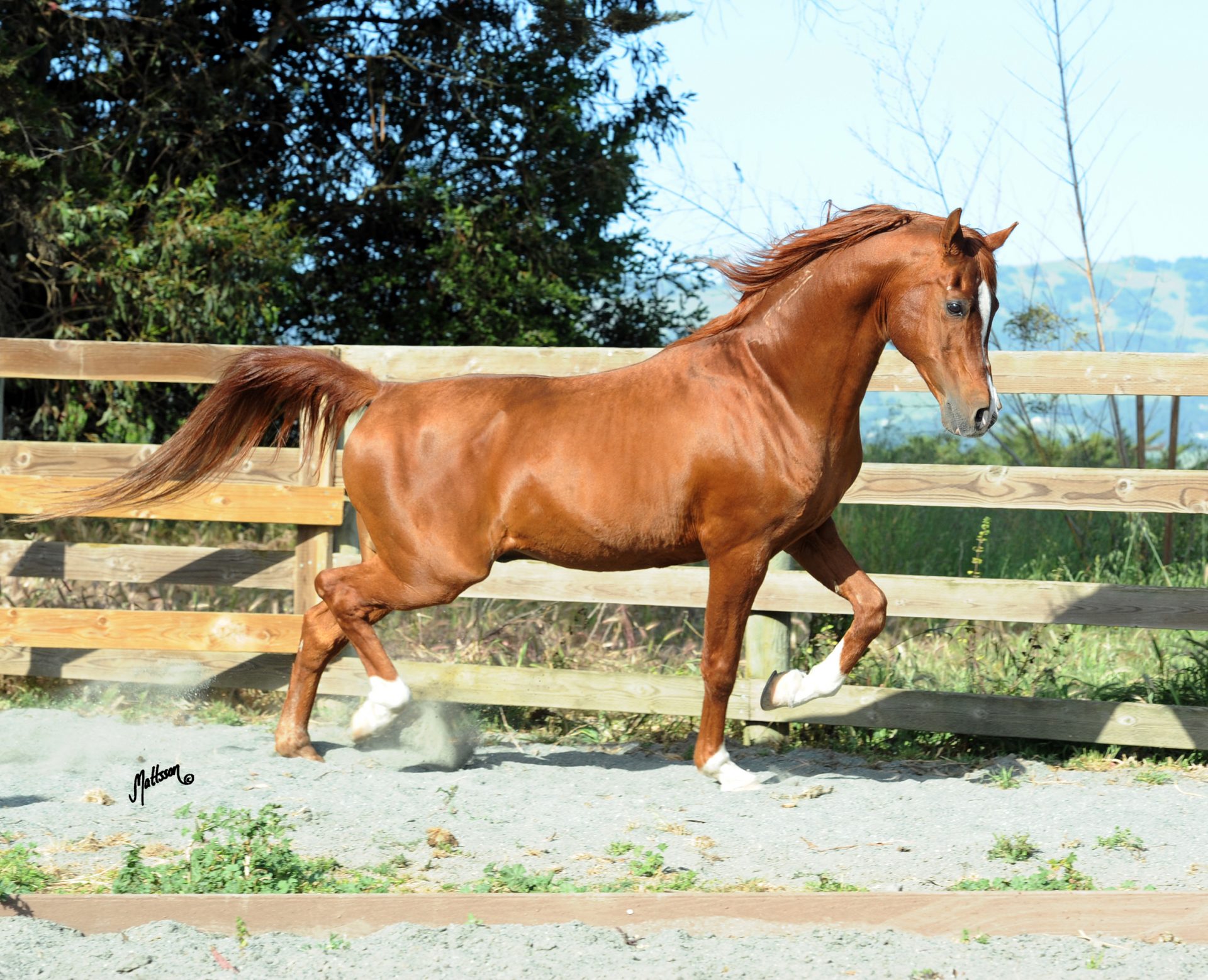 Arabian Excellence Elevated: The Magnificent Daughters of Monogramm Pt ...