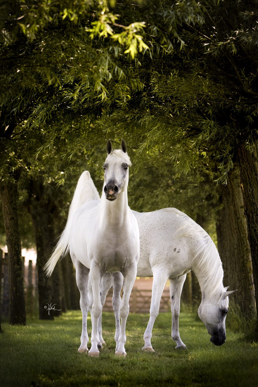 Arabian Excellence Elevated: The Enduring Influence of Monogramm Pt I ...