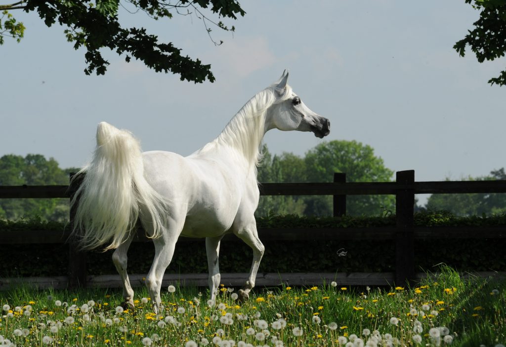 LAHEEB – The Flame Burns Bright Pt I - The Arabian Magazine