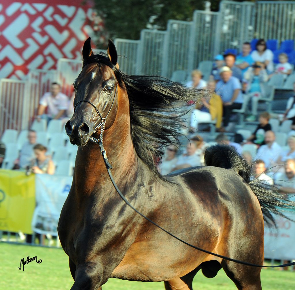 Arabian Excellence Elevated: The Enduring Influence of Monogramm Pt I ...