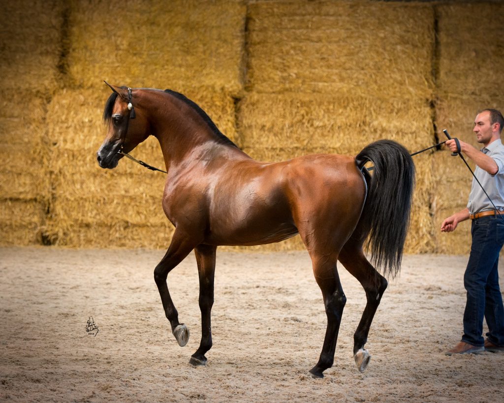 Arabian Excellence Elevated: The Enduring Influence of Monogramm Pt I ...