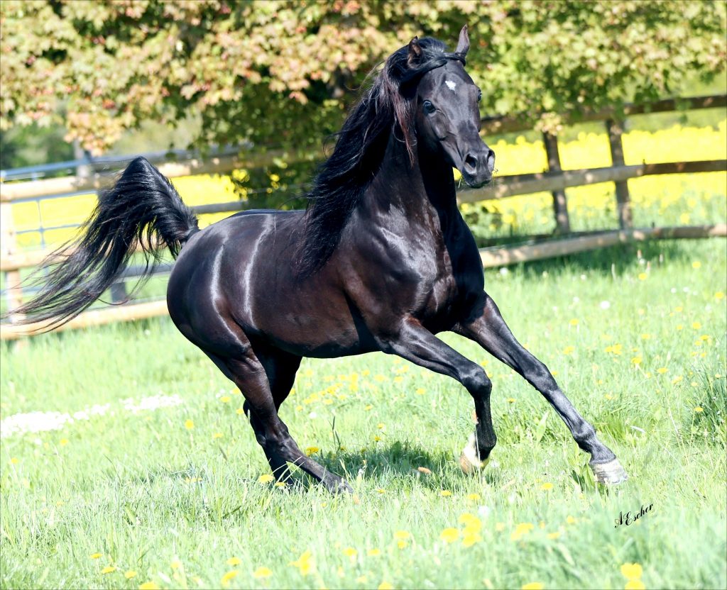 GR Ishad - The Arabian Magazine