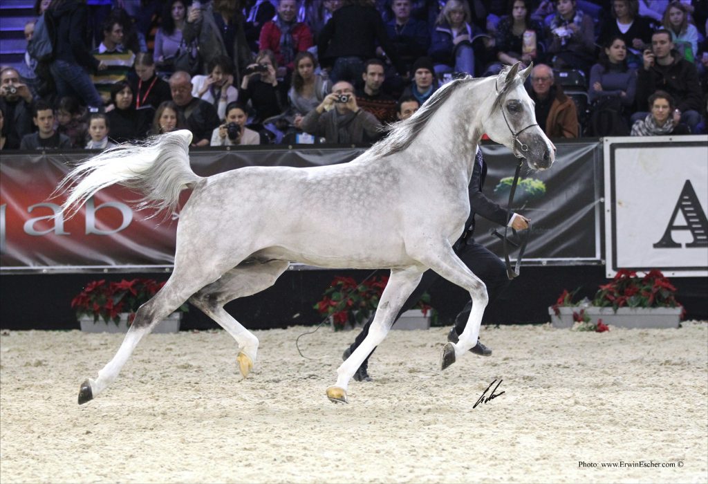 Arabian Excellence Elevated: The Enduring Influence of Monogramm Pt II ...
