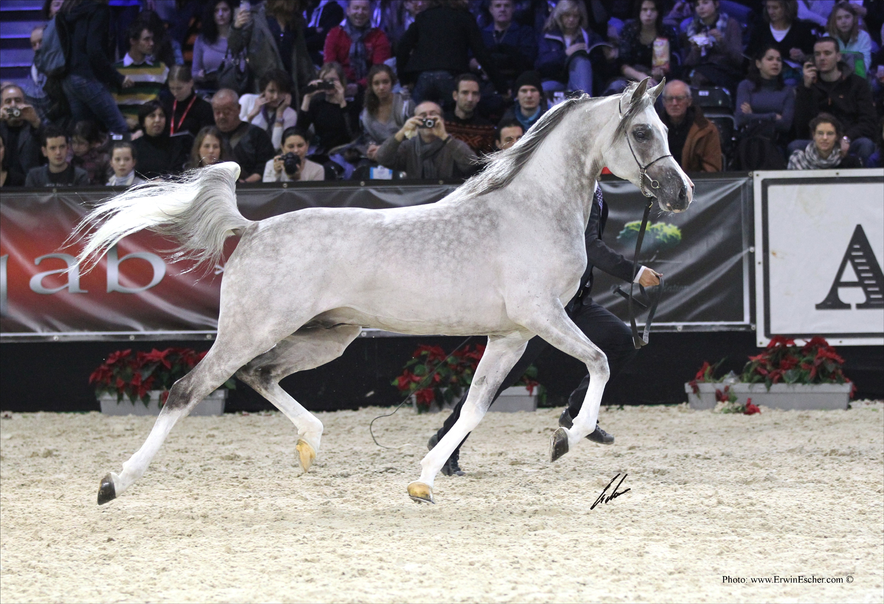 Arabian Excellence Elevated: The Magnificent Daughters of Monogramm Pt ...