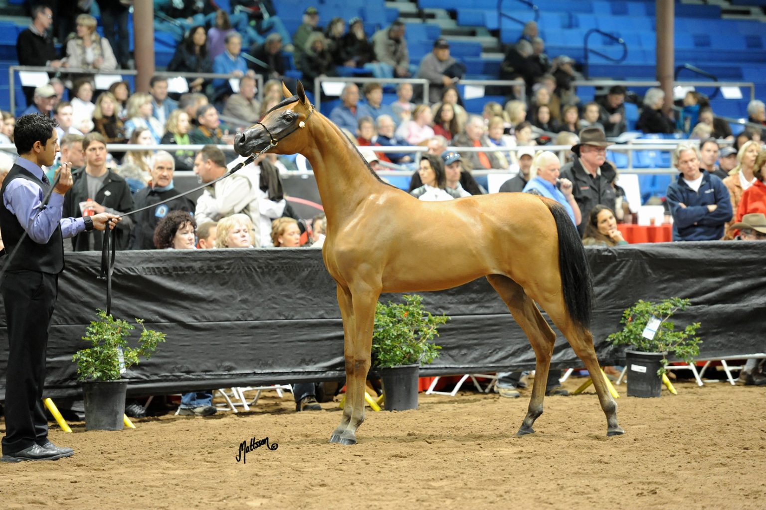 Arabian Excellence Elevated: The Enduring Influence of Monogramm Pt II ...