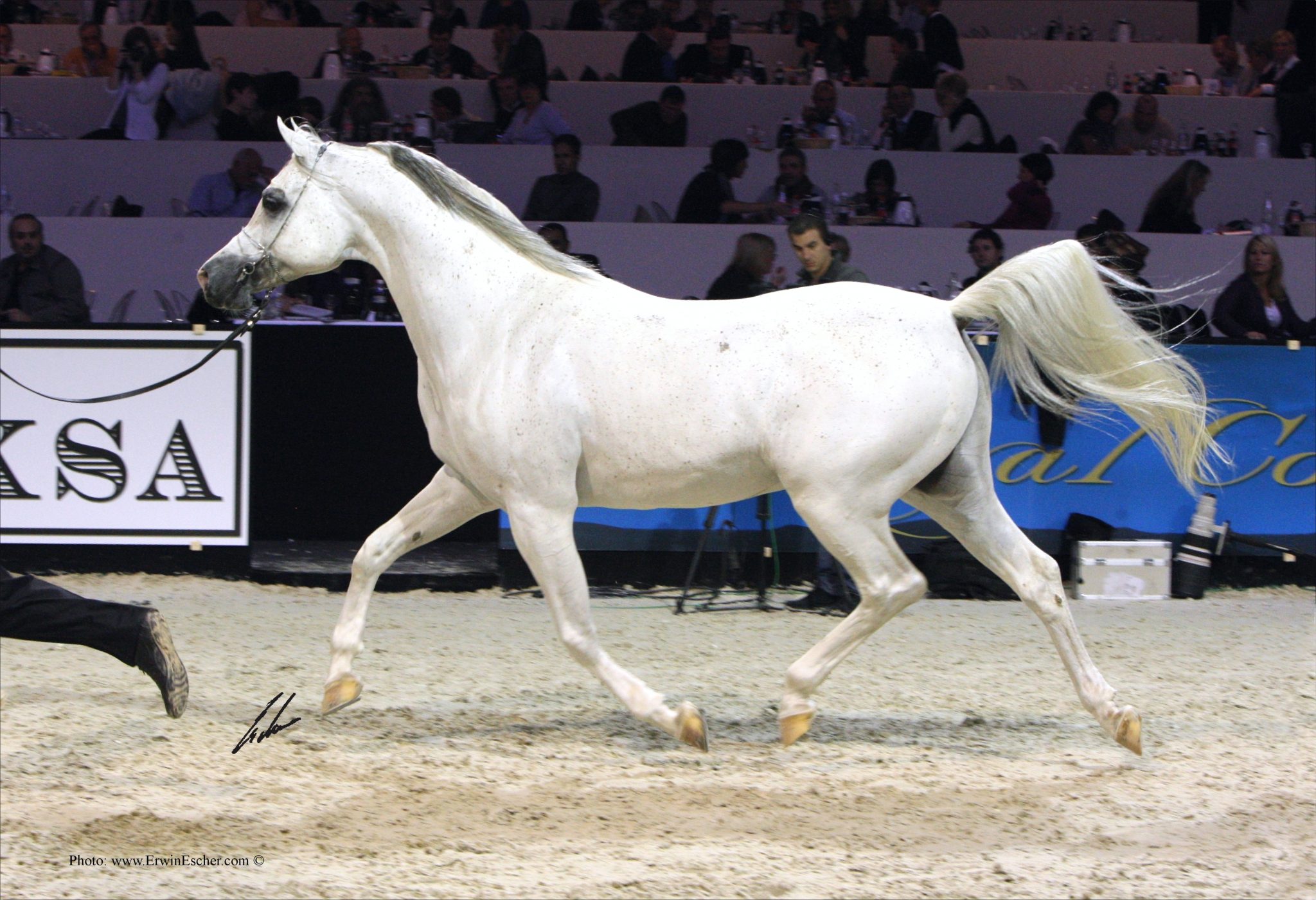 Arabian Excellence Elevated: The Enduring Influence of Monogramm Pt II ...