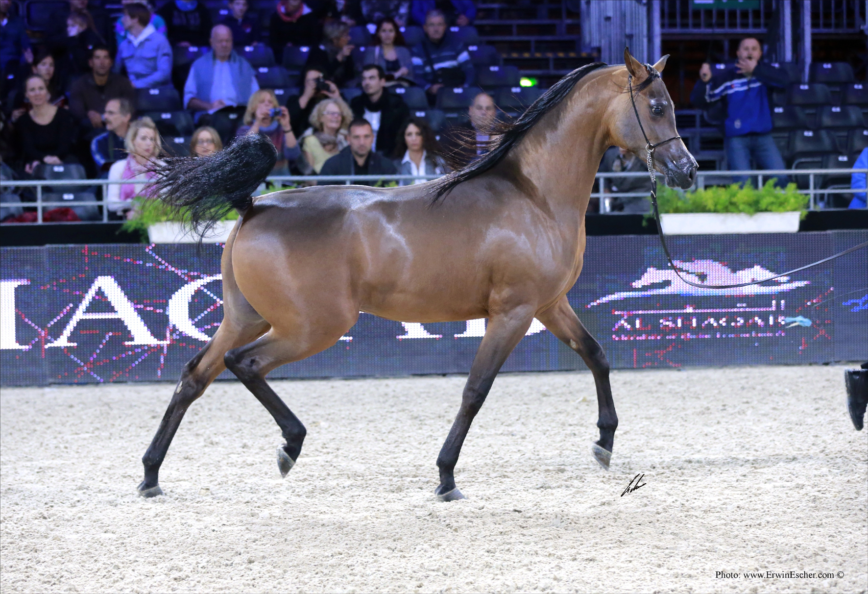 Arabian Excellence Elevated: The Magnificent Daughters of Monogramm Pt ...