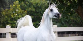 Stallions Archives - The Arabian Magazine