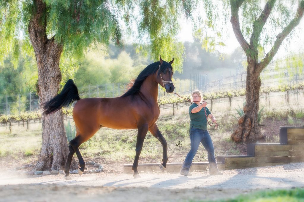 Om El Shawan - The Arabian Magazine