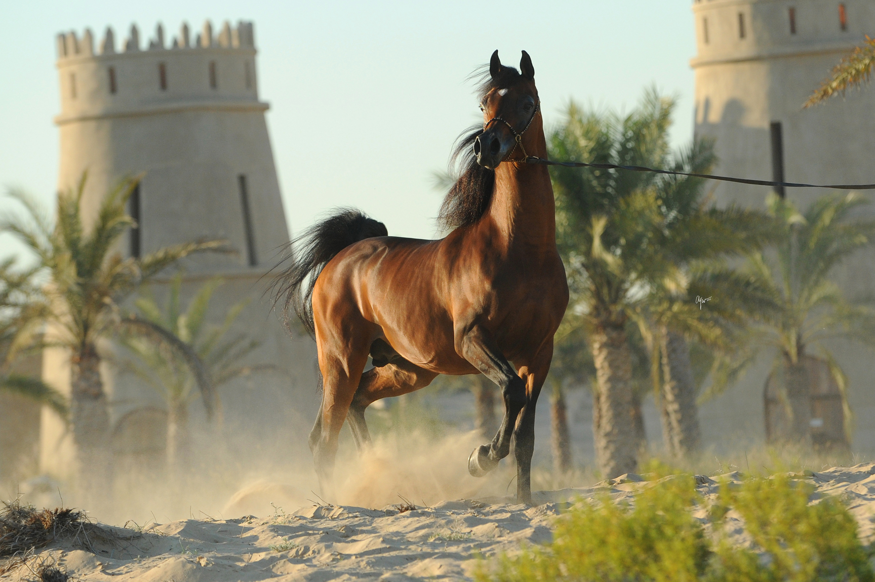 Marajj - The Arabian Magazine