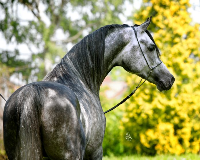 Arabian Excellence Elevated: The Enduring Influence of Monogramm Pt II ...