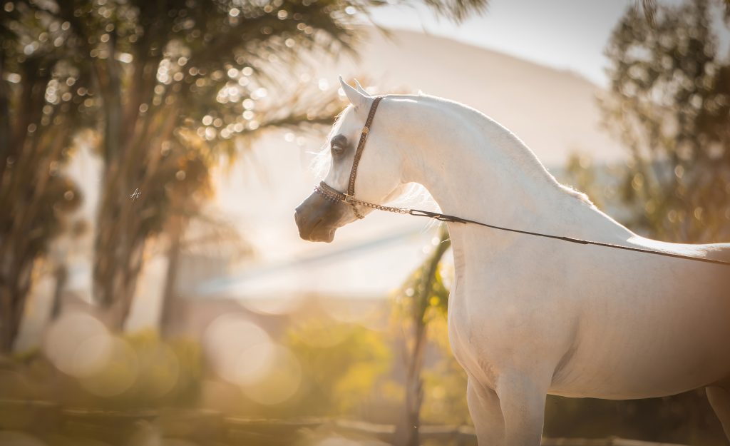 LAHEEB – The Flame Burns Bright Pt III - The Arabian Magazine