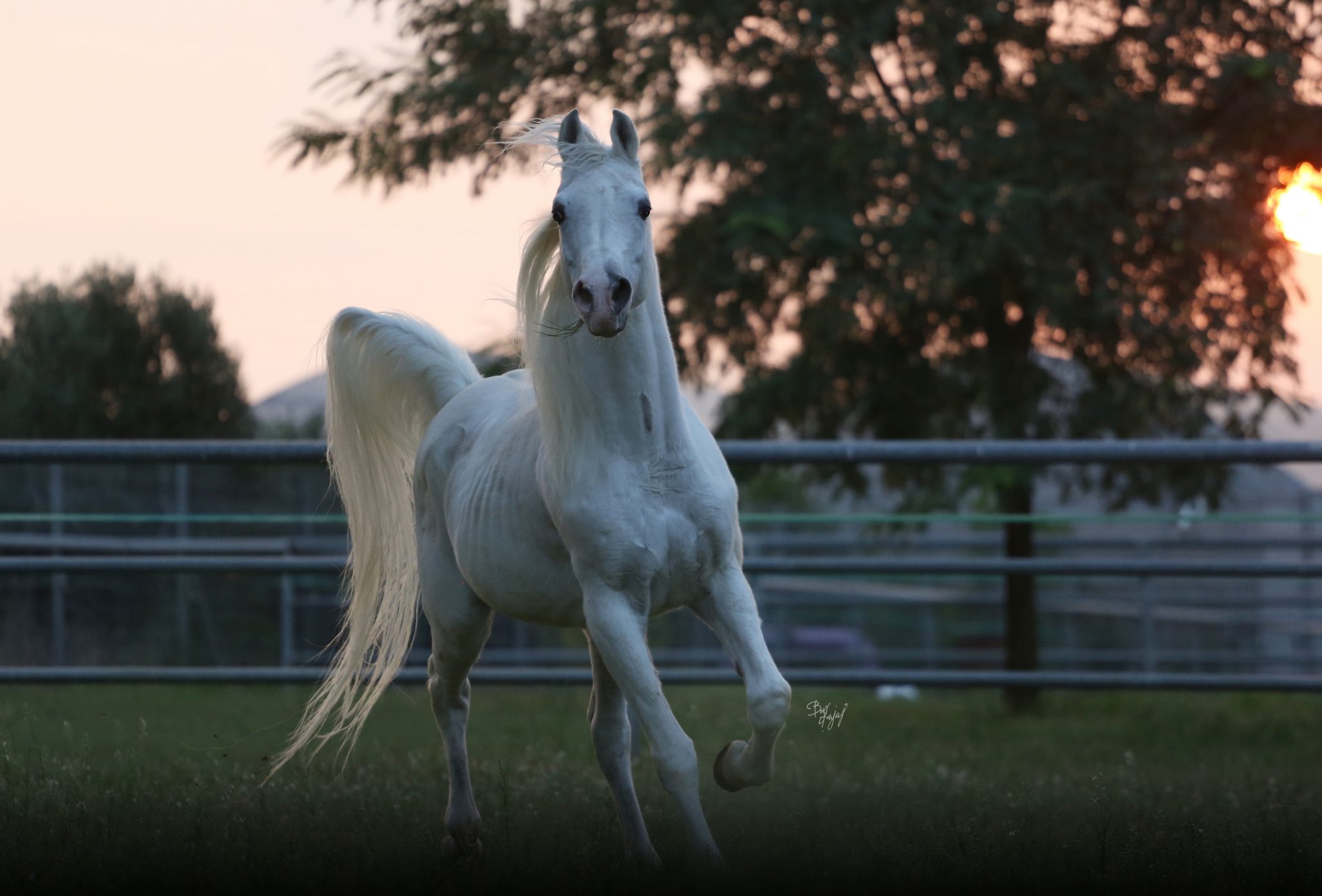 LAHEEB – The Flame Burns Bright Pt III - The Arabian Magazine