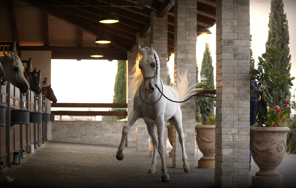 LAHEEB – The Flame Burns Bright Pt III - The Arabian Magazine