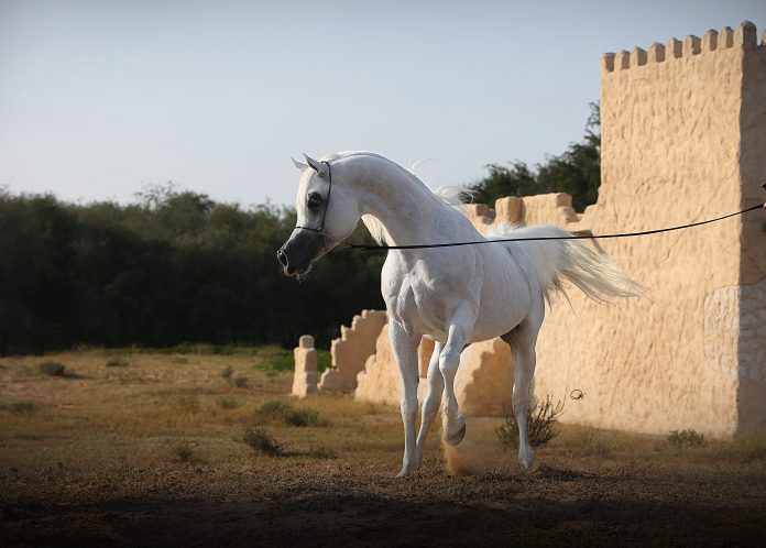 LAHEEB – The Flame Burns Bright Pt II - The Arabian Magazine