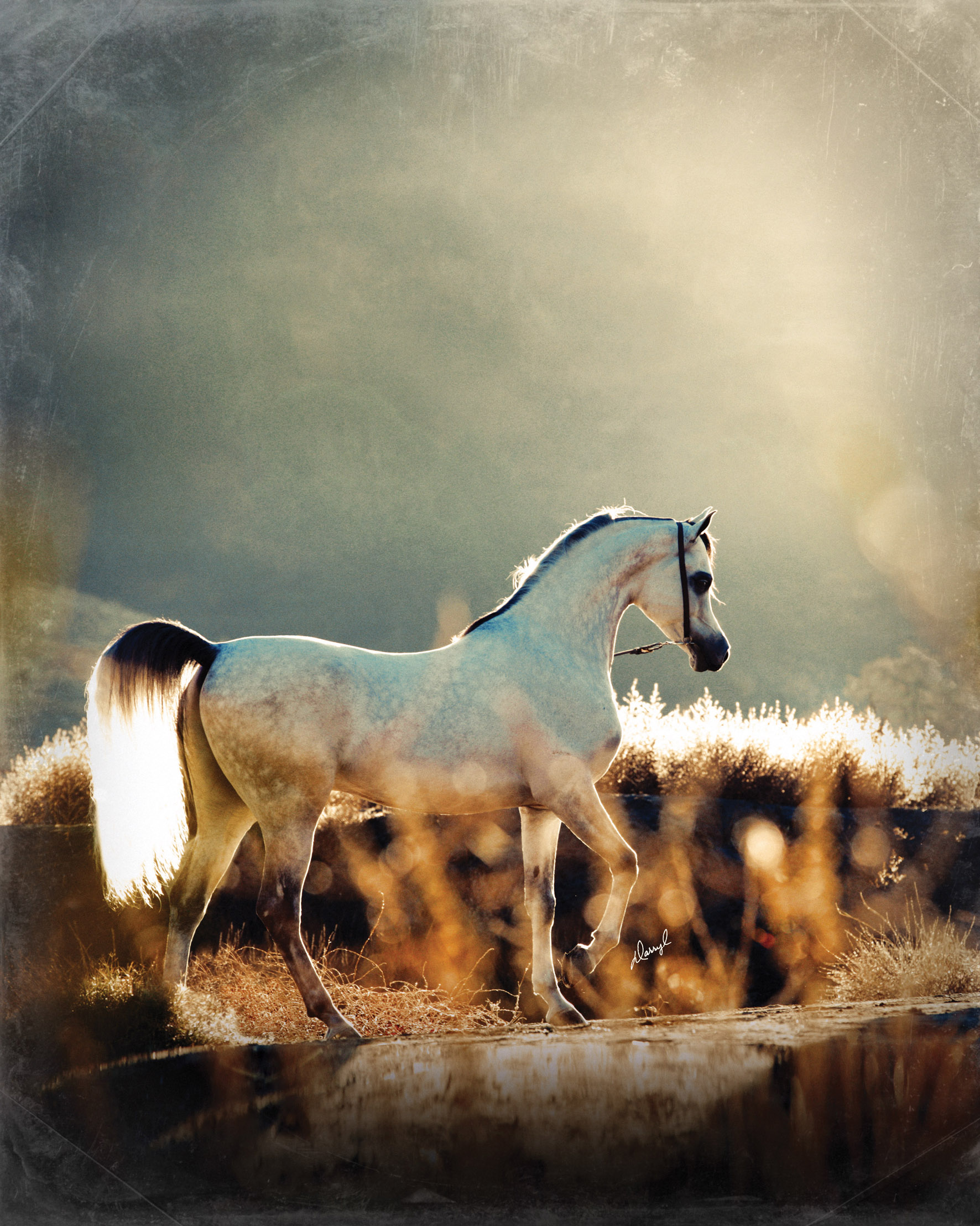 Om El Bellissimo - The Arabian Magazine