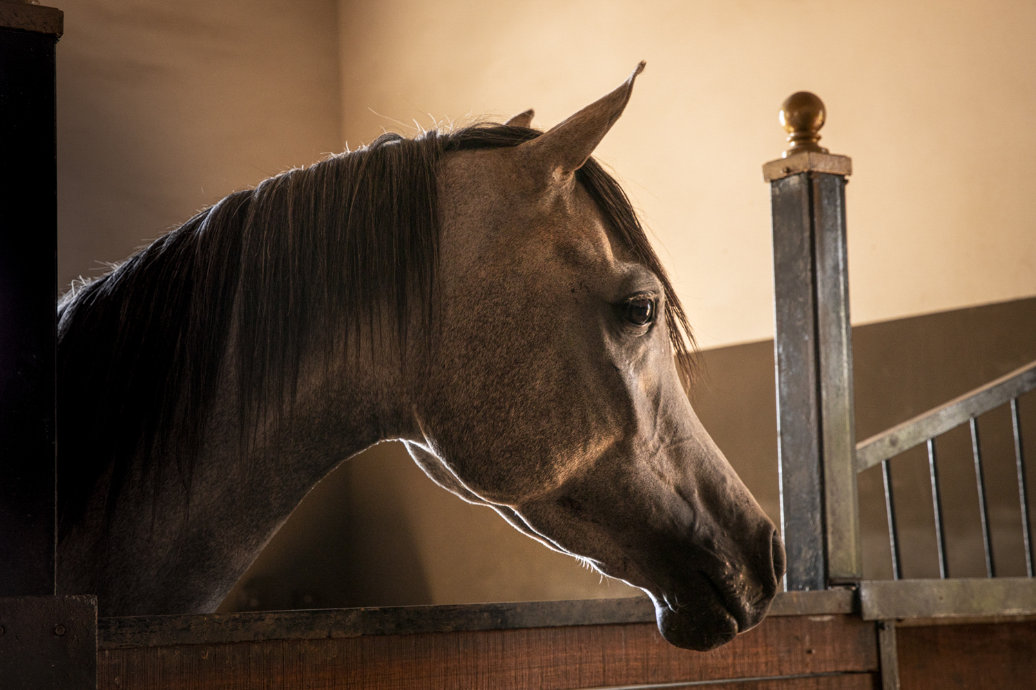 Charlottenberg Arabians Open Day - The Arabian Magazine