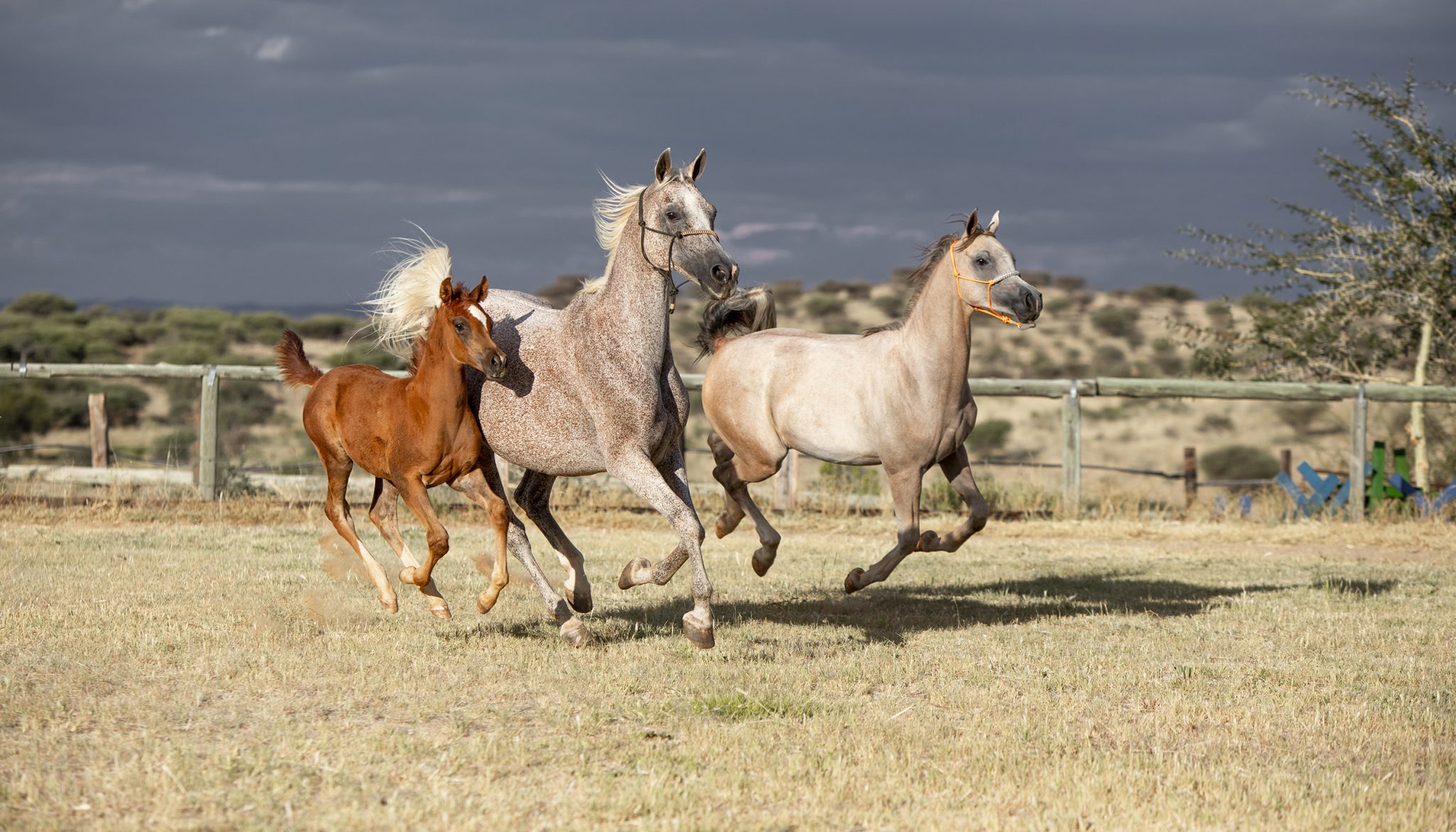 Charlottenberg Arabians Open Day - The Arabian Magazine